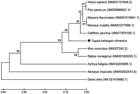 Phylogenetic Relationship Of The Tree Shrew Npc1l1 With Ten Other
