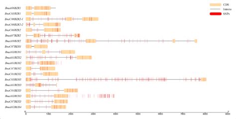 Snps Distribution On Coding And Non Coding Regions Of The Bnabzrs