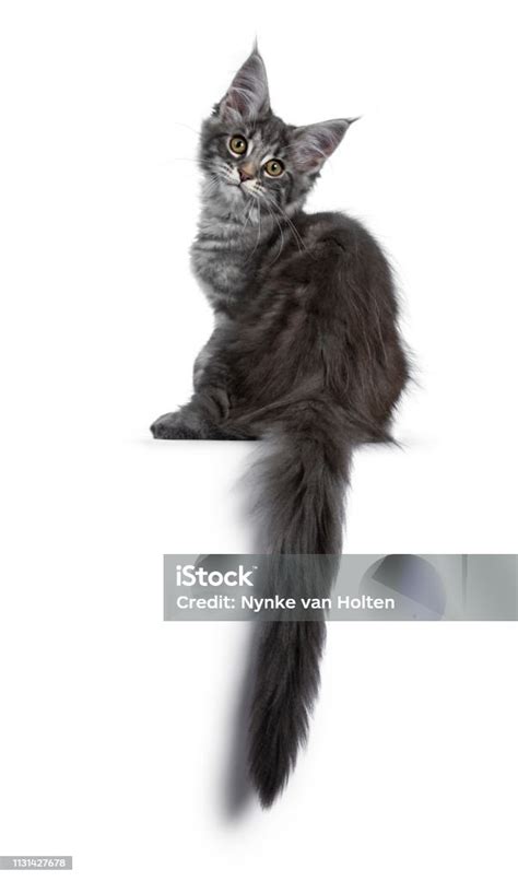 매우 귀여운 블루 얼룩 메인 쿤 고양이 새끼 고양이 거꾸로 앉아 예쁜 노란색과 녹색 눈으로 카메라에 어깨 너머로 보고 흰색 배경에 고립입니다 꼬리는 가장자리에서 아래로