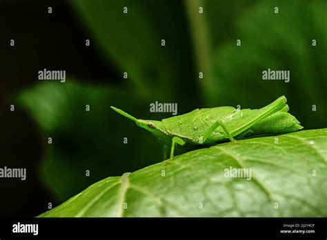 Acrida Cinerea Sometimes Called The Oriental Longheaded Grasshopper Or Locust Or The Chinese Acrida Cinerea Sometimes Called The Oriental Longheaded Grasshopper Or Locust Or The Chinese