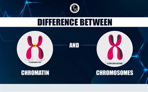Difference Between Chromatin And Chromosomes Major Differences