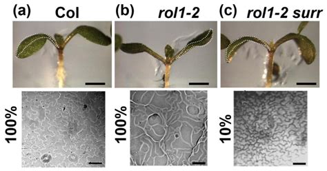 Cells Free Full Text Defects In Cell Wall Differentiation Of The
