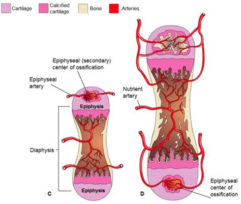 MSK Exam Flashcards Quizlet