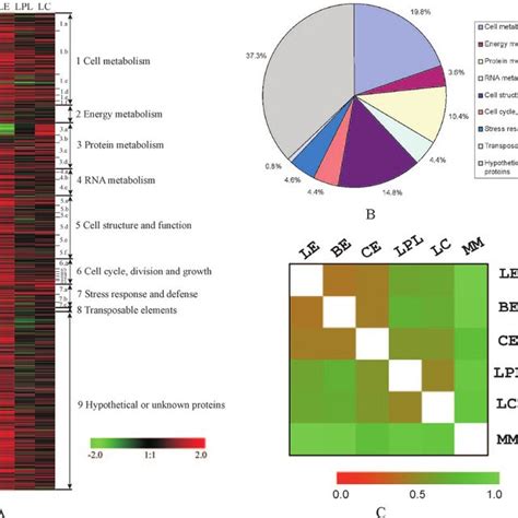Transcriptional Profiling And Characterization A Transcriptional