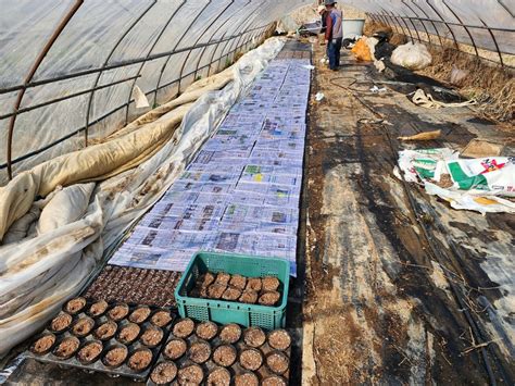 메리골드 씨앗 파종방법과 모종재배 한방에 정리 네이버 블로그 메리골드 씨앗 파종방법과 모종재배 한방에 정리 네이버 블로그