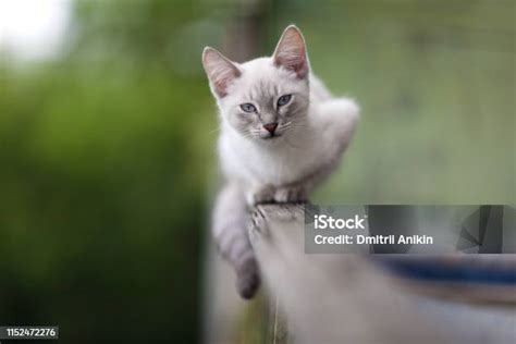 귀여운 작은 새끼 고양이 발코니 난 간에 서 새끼 고양이 클로즈업 갈고리 발톱에 대한 스톡 사진 및 기타 이미지 갈고리 발톱