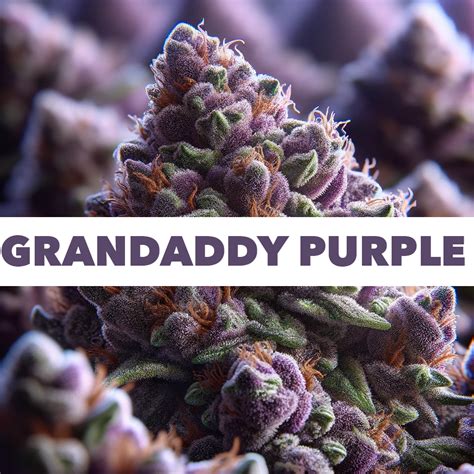 Grandaddy Purple Strain Review Effects Flavor And Appearance