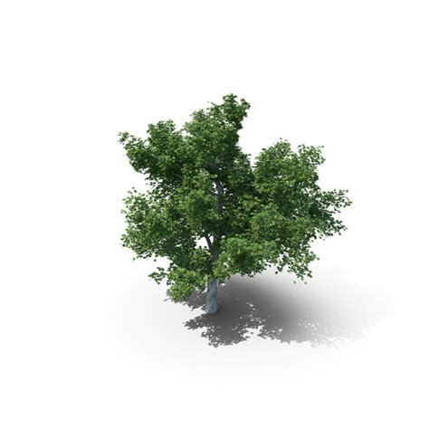 Tree PNG Images PSDs For Download PixelSquid S11215338C