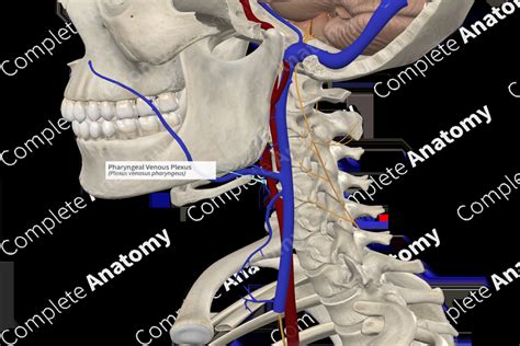 Pharyngeal Venous Plexus Complete Anatomy