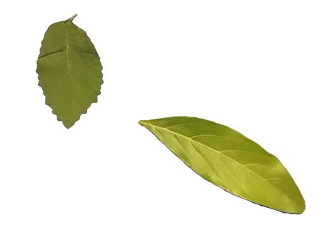 R Package Pliman Segment Objects