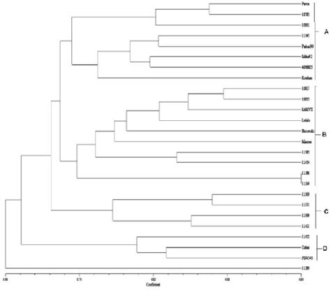 ssr based genetic relationship between 26 wheat genotypes shown by