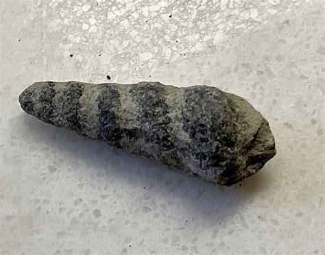 Gastropod Internal Mold From Bellwood Pa Member Collections The