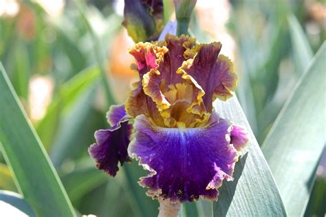 18 Iris Garden Florence Ideas You Must Look Sharonsable