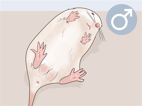 How To Tell If A Mouse Is Male Or Female Steps With Pictures