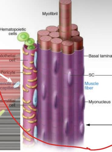 Lecture 6 Flashcards Quizlet