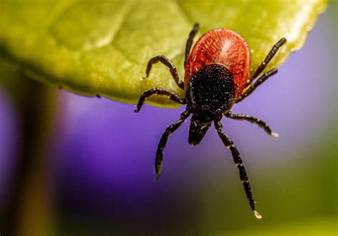 The Sentinel Officials Find First Instance Of West Nile Virus In Illinois
