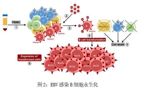 永生化细胞系构建生物医药天然产物960化工网