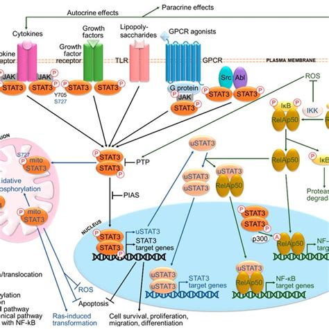 The Stat3 Signaling Pathway And Its Crosstalk With Nf Kb Stat3 Is Download Scientific Diagram