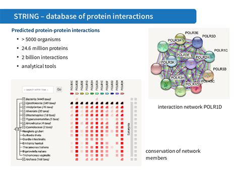 Bioinformatics Analysis Of Biological Sequences