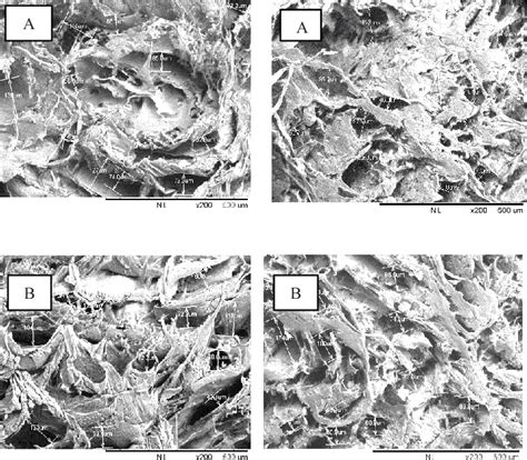 Figure 4 From Poly Caprolactone Chitosan Based Scaffold Using Freeze Drying Technique For Bone