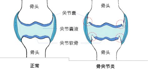 犬猫退化性关节炎病症维宠宠物导航网