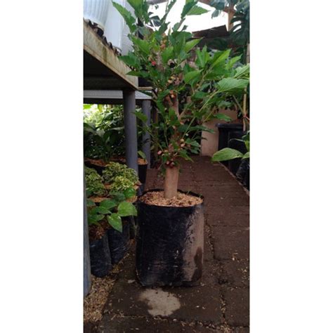 Jual Murbei Jumbo Berbuah Bibit Pohon Murbey Batang Besar Kota Batu Caritanaman Tokopedia