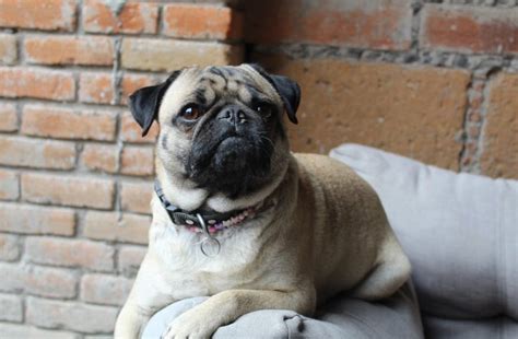 Troubleshooting Shark Robot Error Codes Guide For All Models