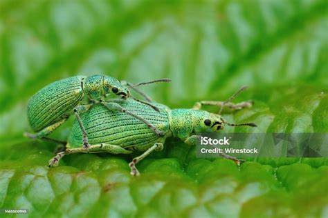 Copulating Pair Of Green Immigrant Leaf Weevils Polydrusus Formosus