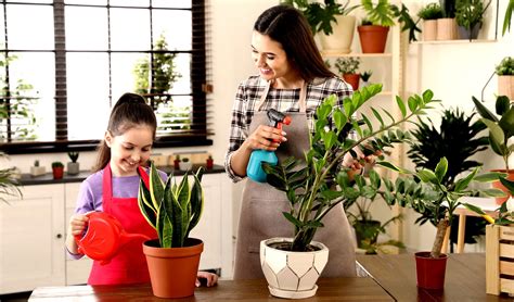 Taking Care Of Plants