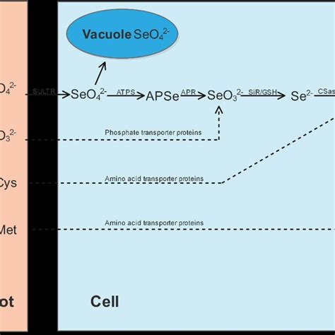 The Main Ways Plants Absorb And Assimilate Selenium Note Sultr