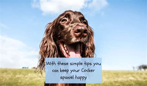 What Makes A Cocker Spaniel Happy Easy Spaniel Training