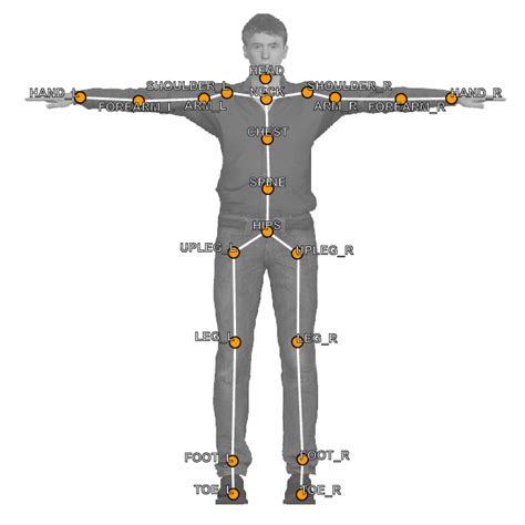 the unified skeleton structure streamed by motionhub download