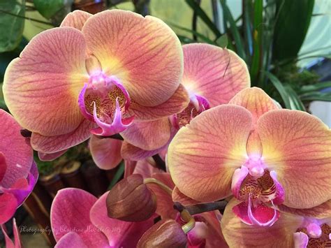 Yellow And Pink Orchid