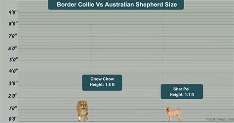 Chow Chow Size Secrets The Perfect Mid Sized Companion 2024