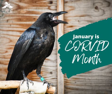 January Is Corvid Month