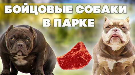 Пугаем стариков и детей собаками в парке. Собаки подрались на камеру ...