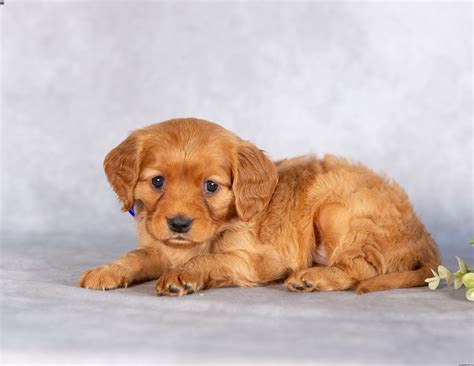 Scout Miniature Golden Retriever Puppy For Sale In Pennsylvania