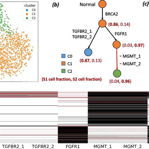 Condor Provides Insights Into The Evolution And Spatial Clonal Download Scientific Diagram