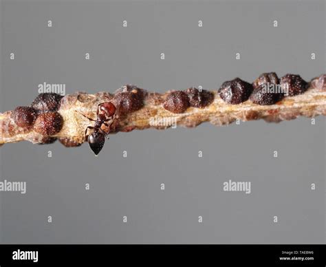 Black Scales Of The Olive Tree Saissetia Oleae Set On An Olive Twig