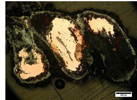 3 Optical Micrograph Of The Longitudinal Section S2 Of