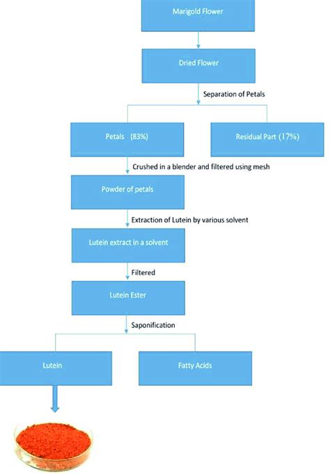 Preparation And Extraction Of Lutein Download Scientific Diagram