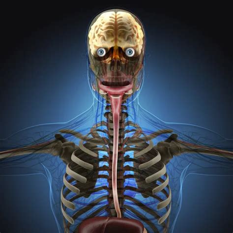 The Human Body Organs By X Rays On Blue Background High Resolution