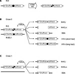 Use Of Rr3 To Measure Multiple Dsb Repair Pathways Details Of The