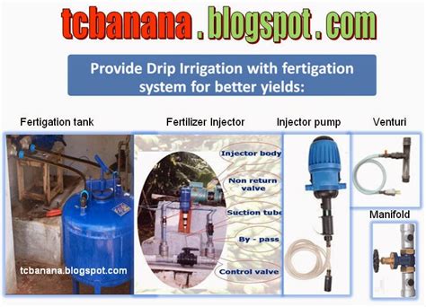 Fertigation Schedule For Banana And Advantages Of Using Water Soluble Fertilizers ~ Tissue