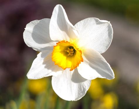 Narciso Fiore Bianco · Foto Gratis Su Pixabay