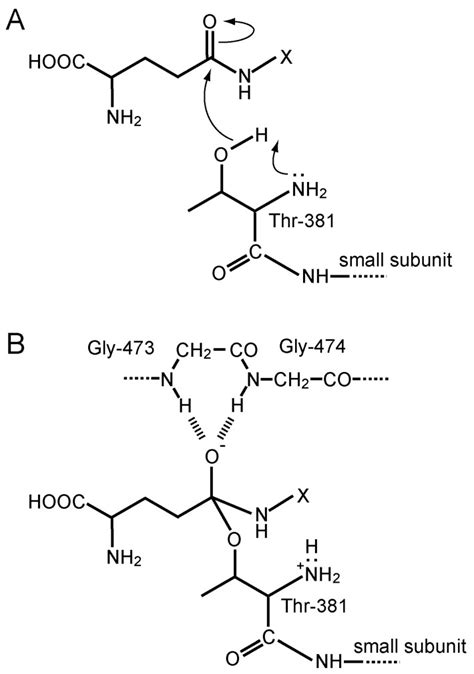 The Emerging Roles Of γ Glutamyl Peptides Produced By γ Glutamyltransferase And The Glutathione