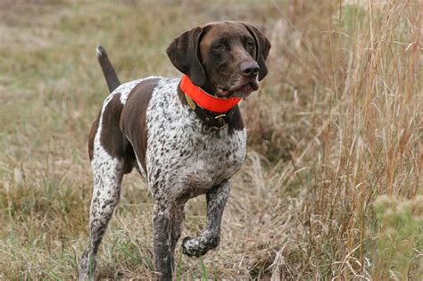 10 Great Dog Breeds For Bird Hunting Florida Sportsman