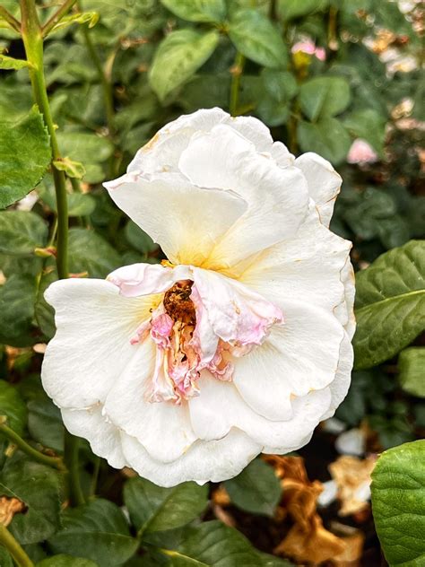 ვარდი ვარდი Lily Beth Flickr