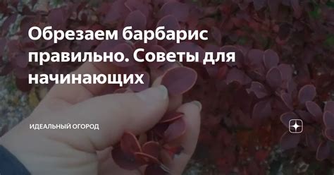Обрезаем барбарис правильно Советы для начинающих Идеальный огород Дзен