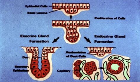 DSA 1 Epithelium Histology Flashcards Quizlet DSA 1 Epithelium Histology Flashcards Quizlet